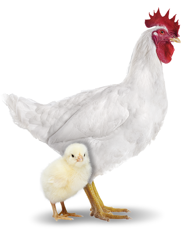 Racas De Frango Branco Branca Portuguesa